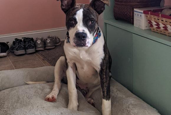 Senior Boxers - Blue Ridge Boxer Rescue