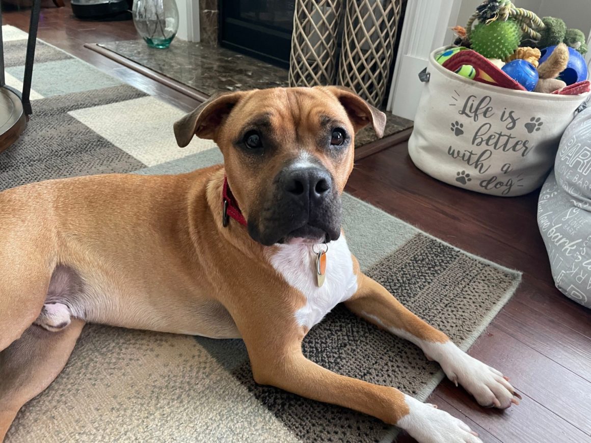 Available Dogs - Blue Ridge Boxer Rescue