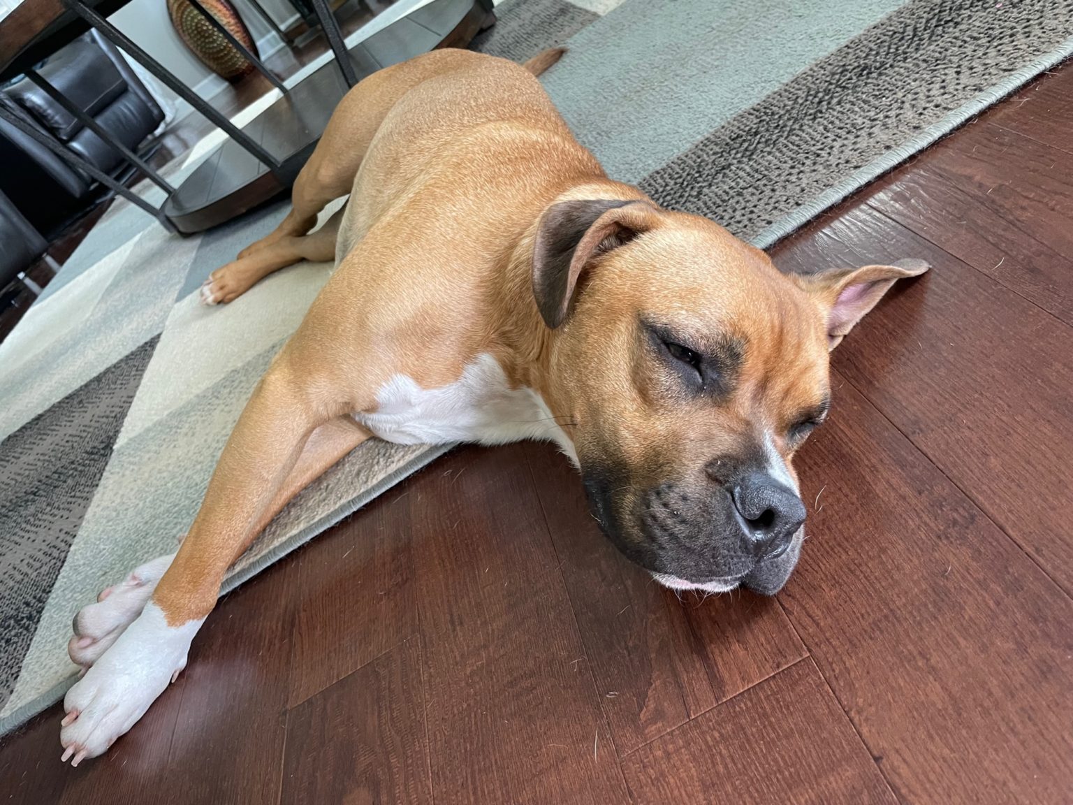 Available Dogs - Blue Ridge Boxer Rescue