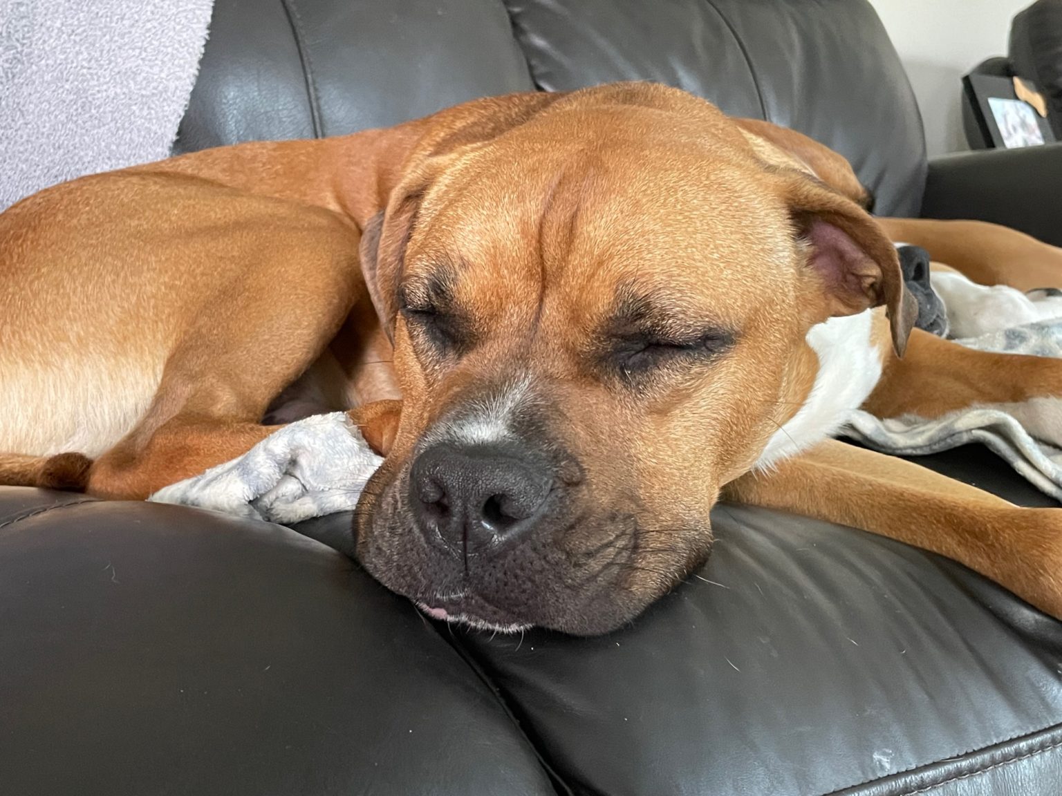 Available Dogs - Blue Ridge Boxer Rescue