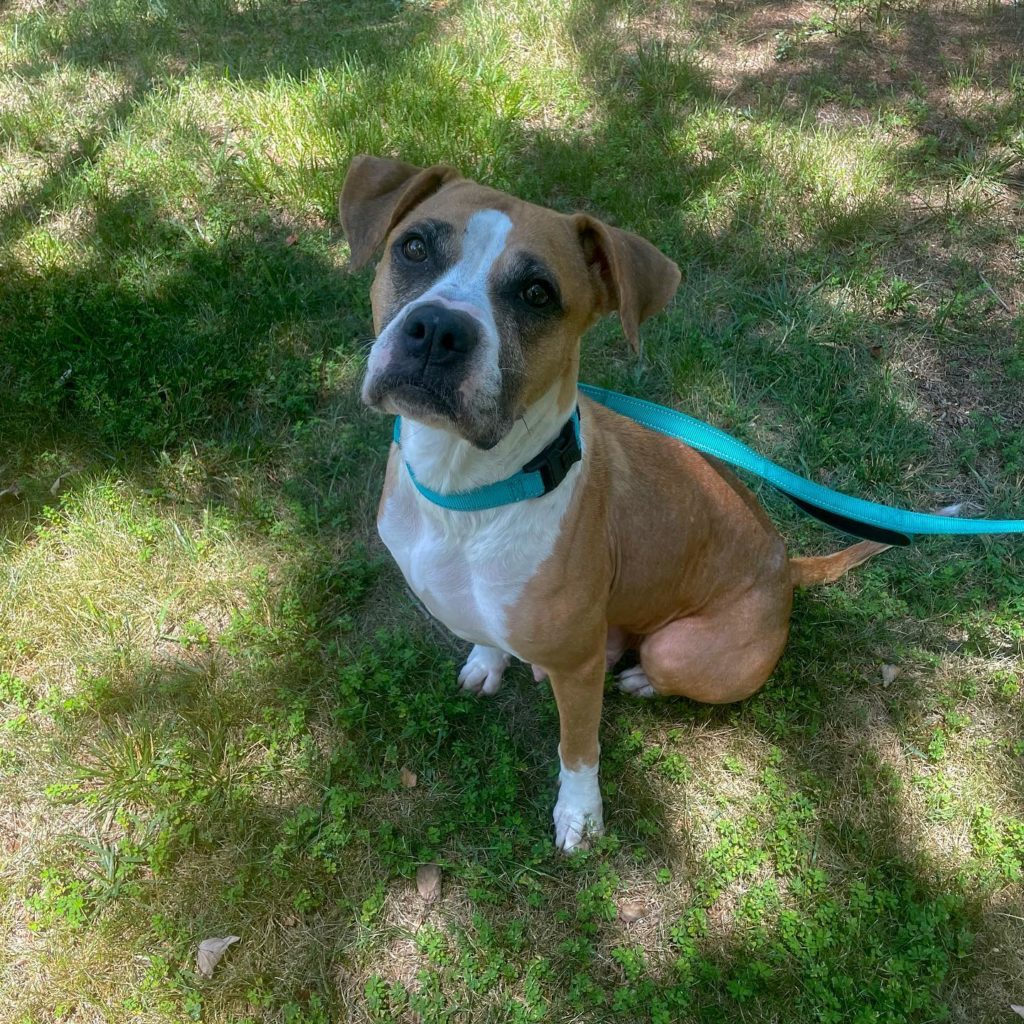 Available Dogs - Blue Ridge Boxer Rescue