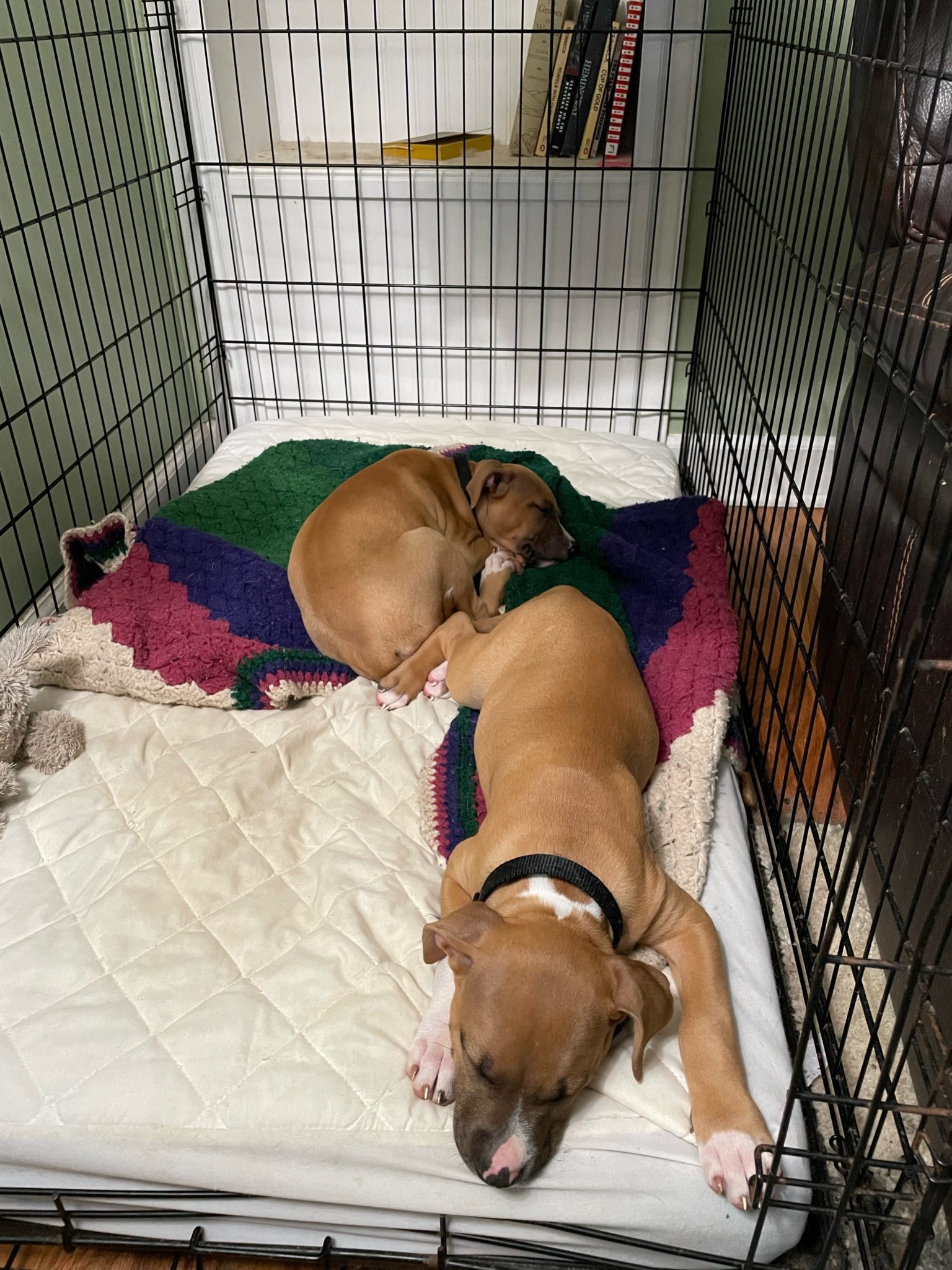 Available Dogs - Blue Ridge Boxer Rescue