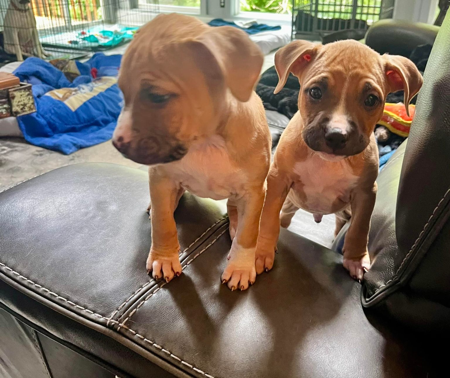 Available Dogs - Blue Ridge Boxer Rescue