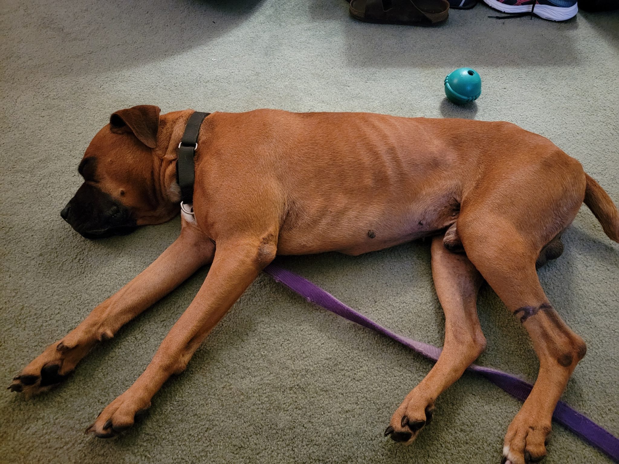 Available Dogs - Blue Ridge Boxer Rescue