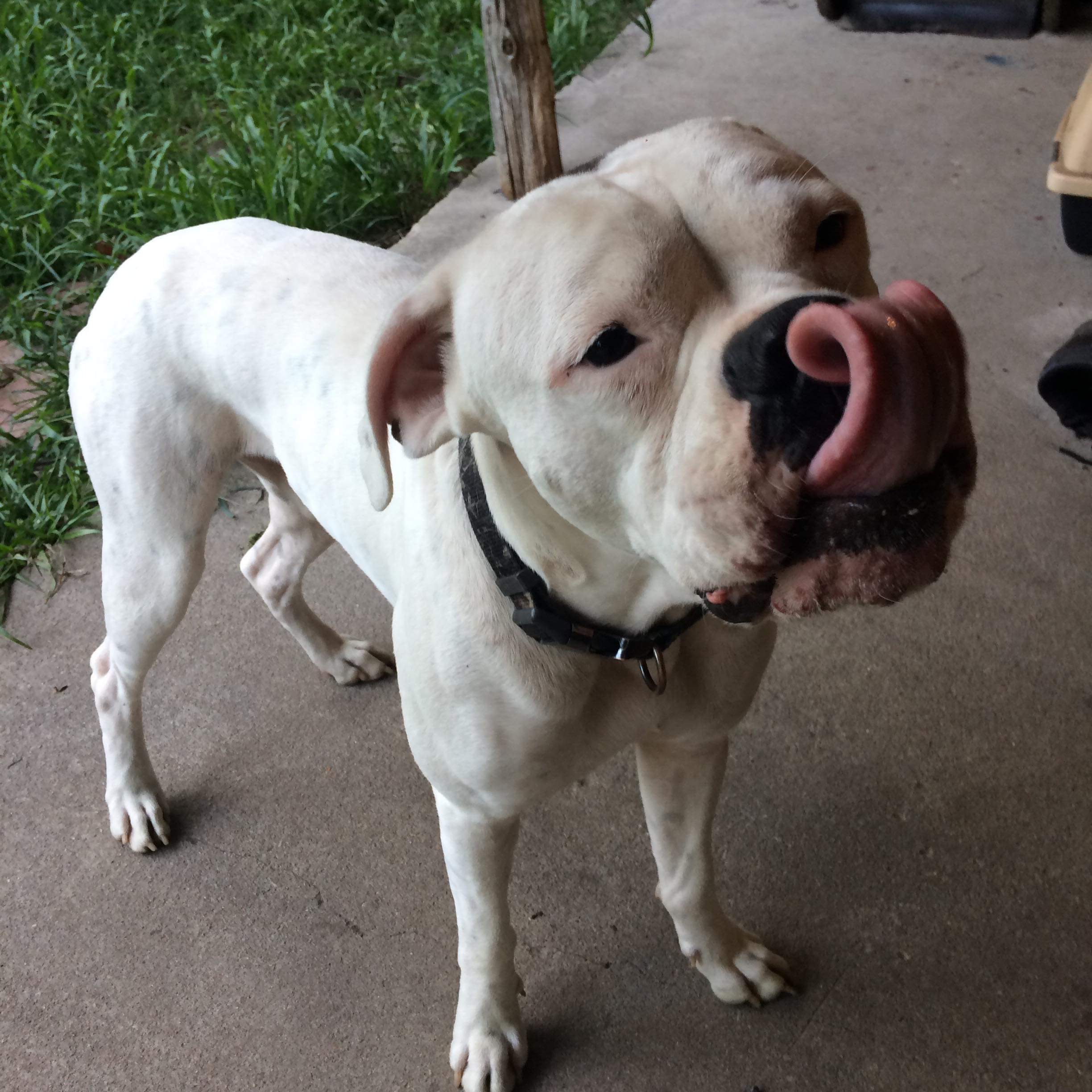 Blue Ridge Boxer Rescue
