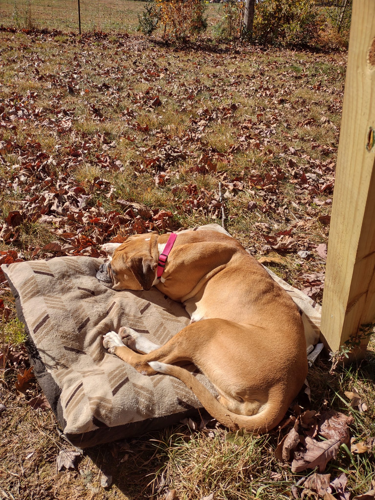 Available Dogs - Blue Ridge Boxer Rescue