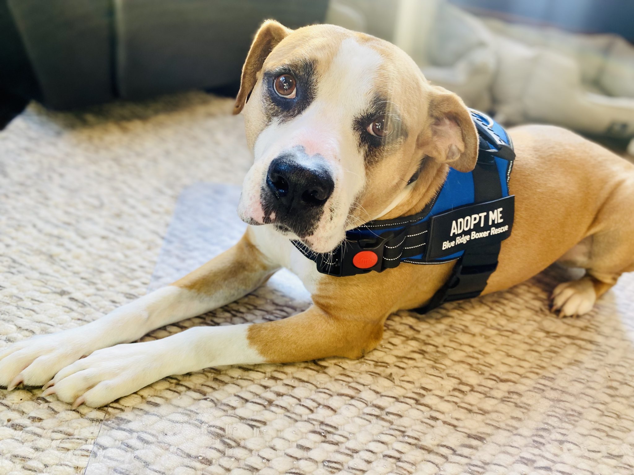 Available Dogs - Blue Ridge Boxer Rescue